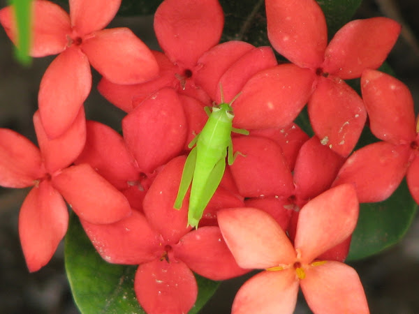 Naktoda | Project Noah