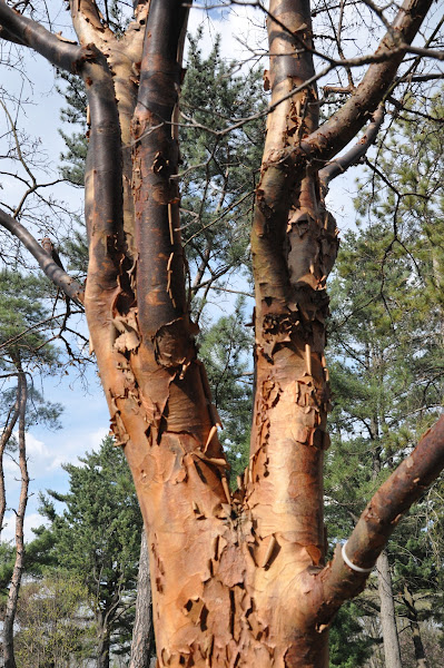 Paper-barked Maple | Project Noah