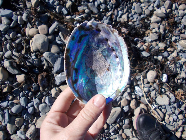 Paua shells | Project Noah