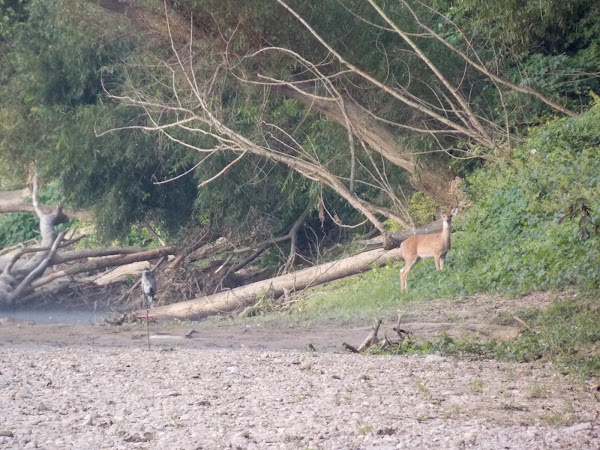White Tailed Deer | Project Noah