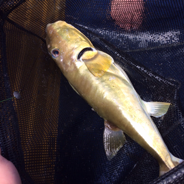 Smooth Golden Pufferfish | Project Noah