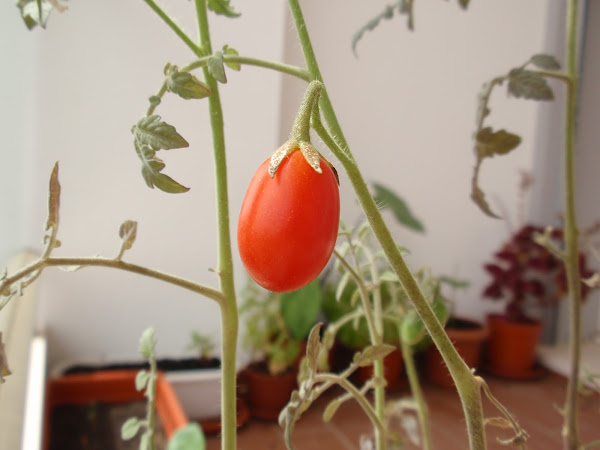 Tomato | Project Noah