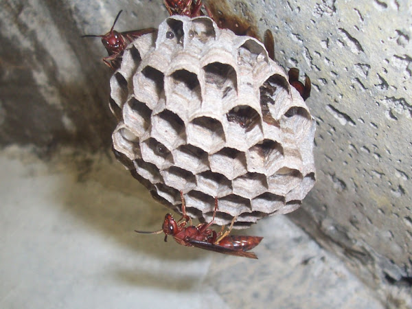Paper wasp | Project Noah