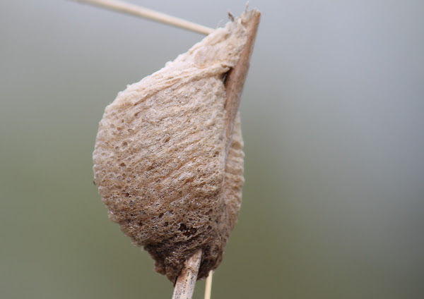 praying mantis ootheca | Project Noah