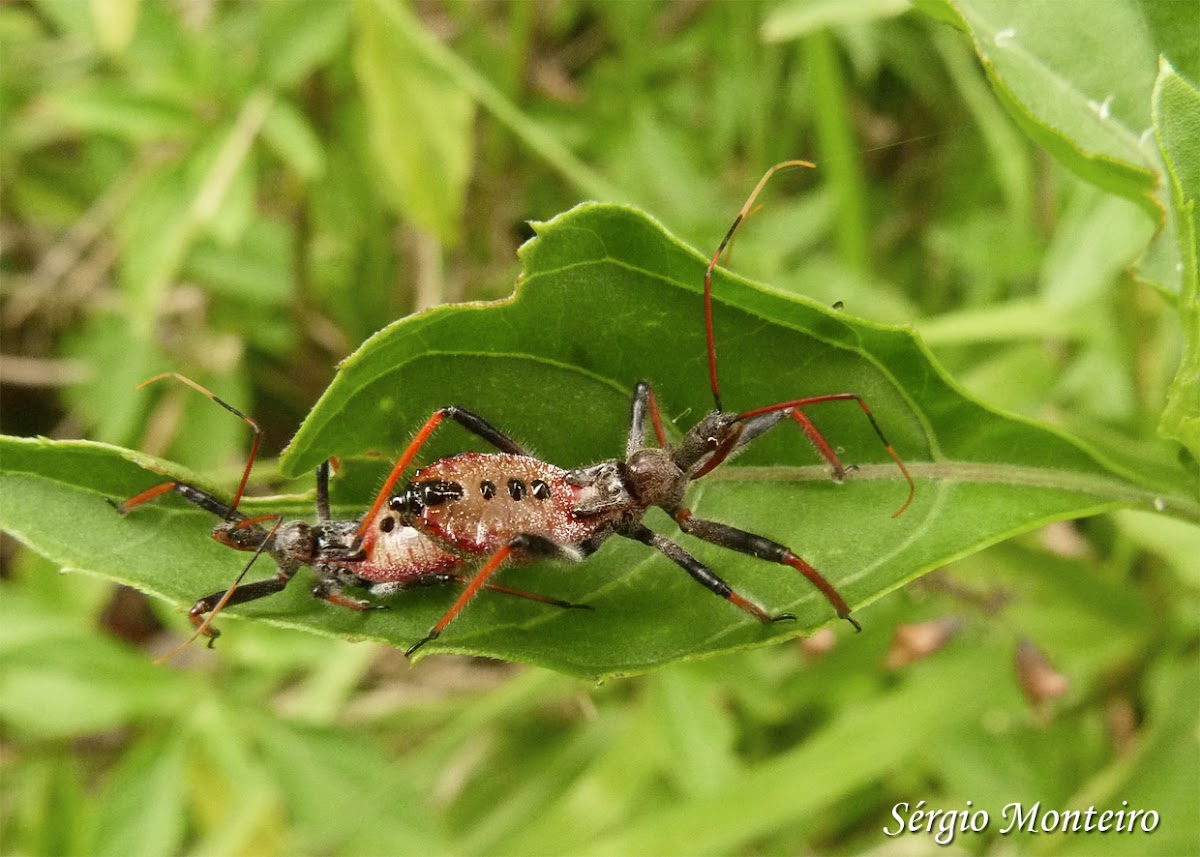 Assassin bug nymphs | Project Noah