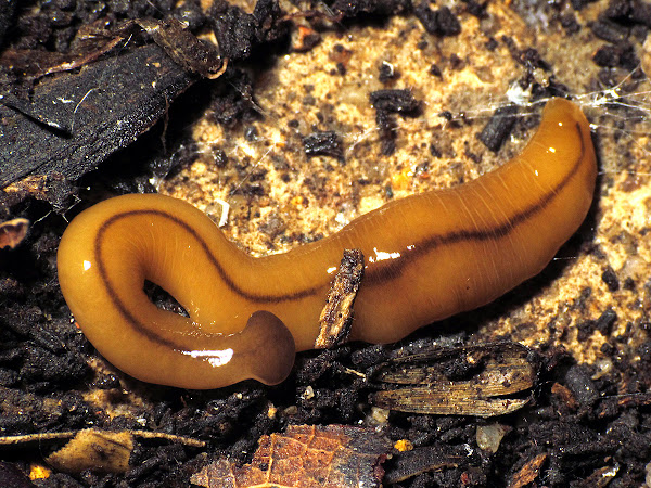 Flatworm | Project Noah