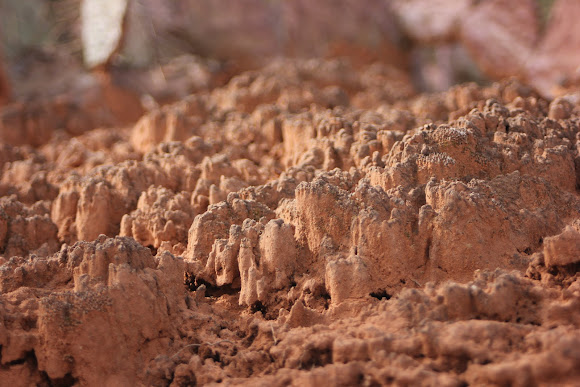 Cryptobiotic Soil | Project Noah