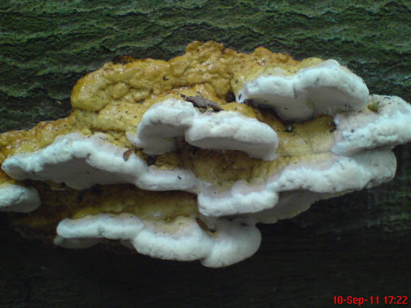 Antrodia serialis | Project Noah