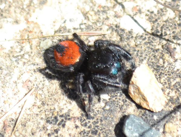 Redback Jumping Spider | Project Noah