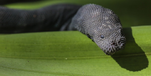 Little Wart Snake | Project Noah