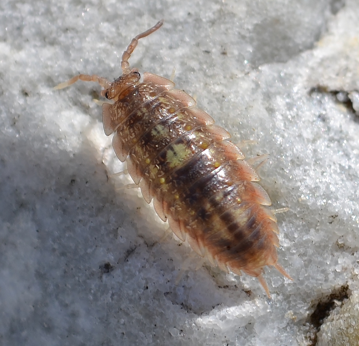 Sea Roach | Project Noah