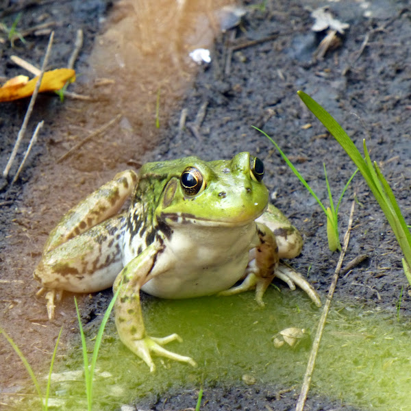 Mink Frog | Project Noah
