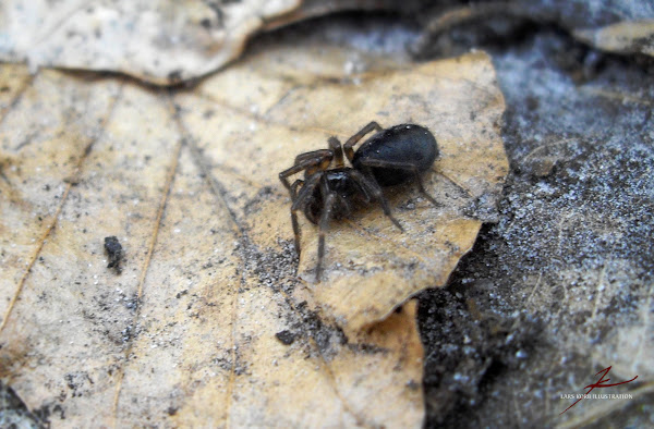 Corinnid Sac Spider | Project Noah