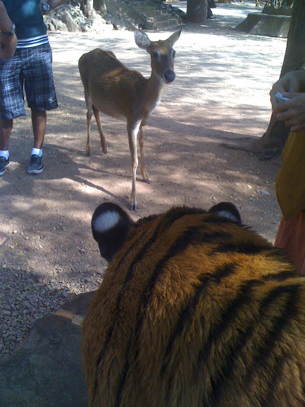 Tiger & Antelope | Project Noah