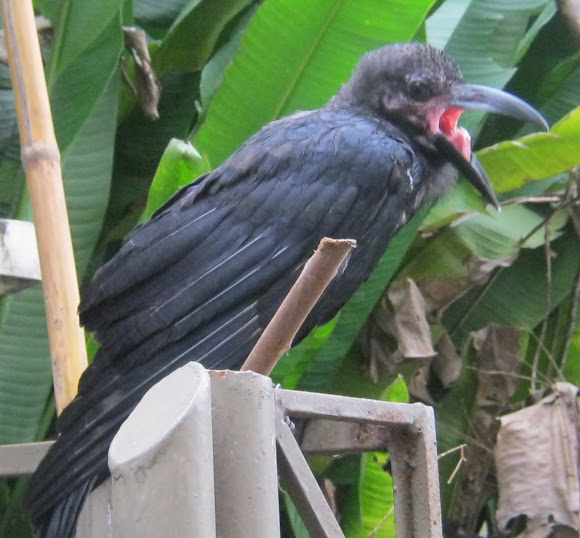 Large-billed Crow | Project Noah