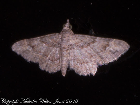Double-striped Pug Moth | Project Noah
