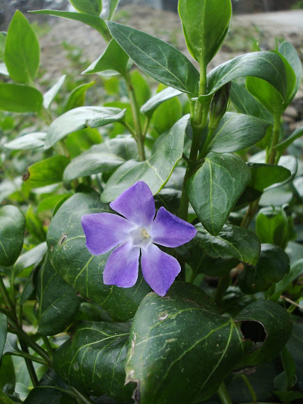 Bigleaf Periwinkle / Zimzelen | Project Noah