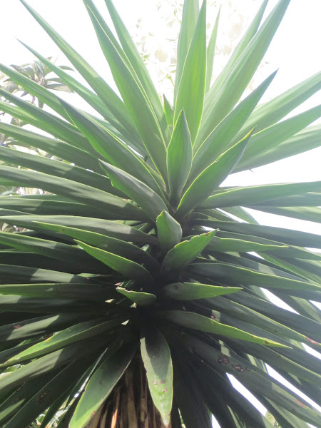 Flor de Itabo (Giant yucca) | Project Noah