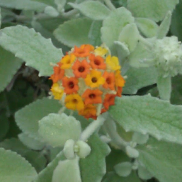 Wooly Butterfly Bush | Project Noah