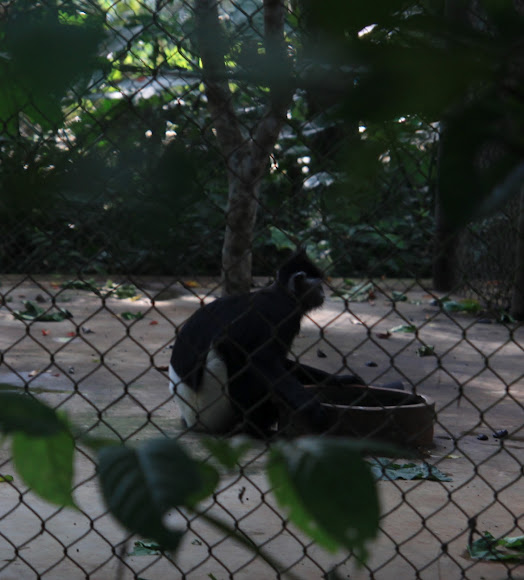 Delacour’s langur | Project Noah