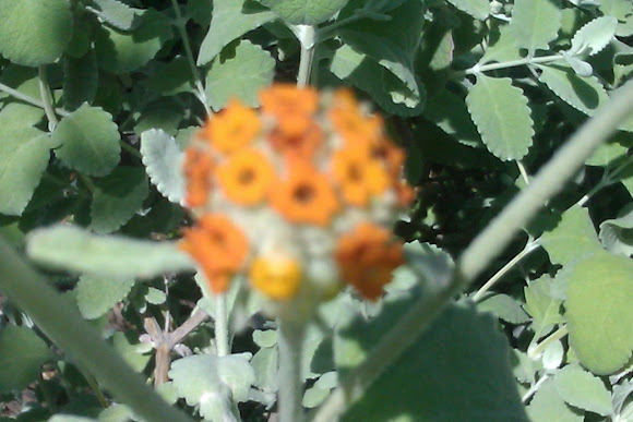 Wooly Butterfly Bush | Project Noah