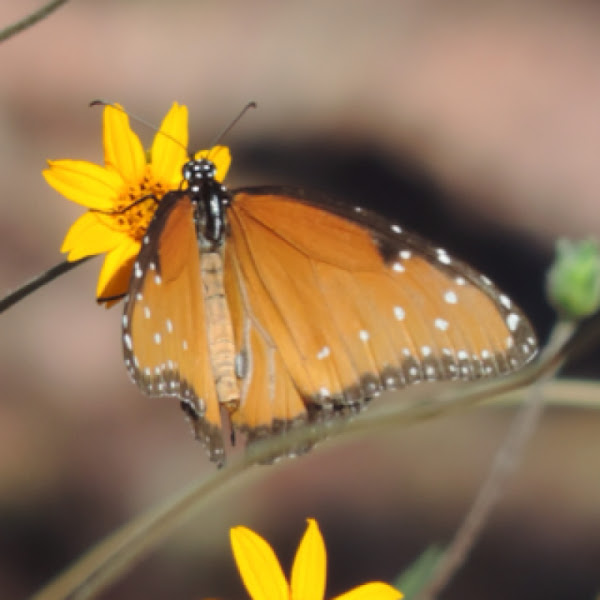 Queen | Project Noah