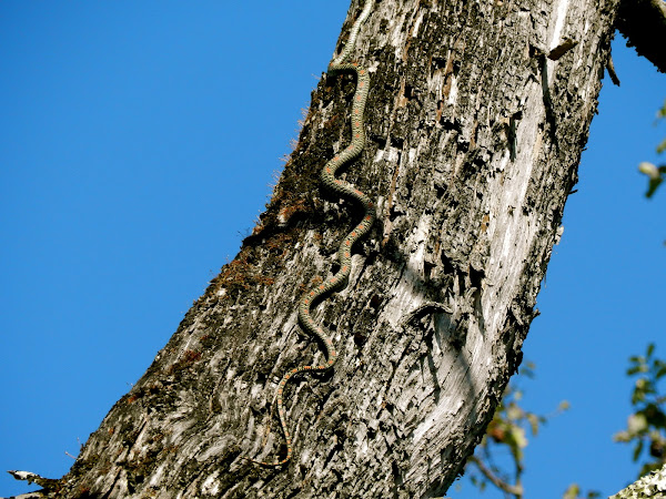Ornate flying snake | Project Noah