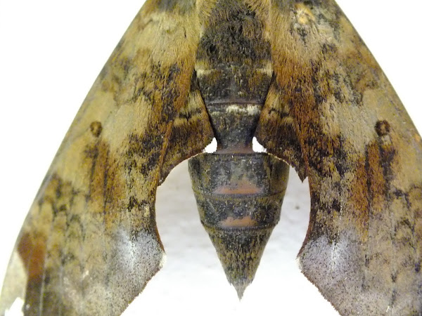 Fig sphinx moth | Project Noah