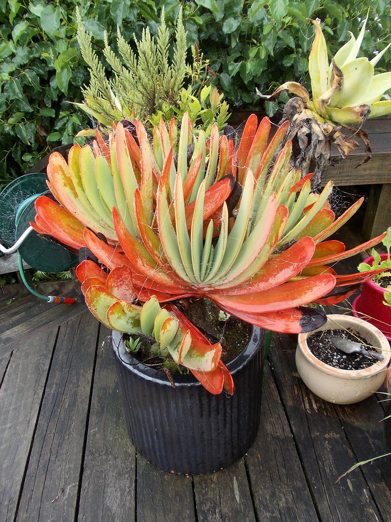 Orange succulent | Project Noah