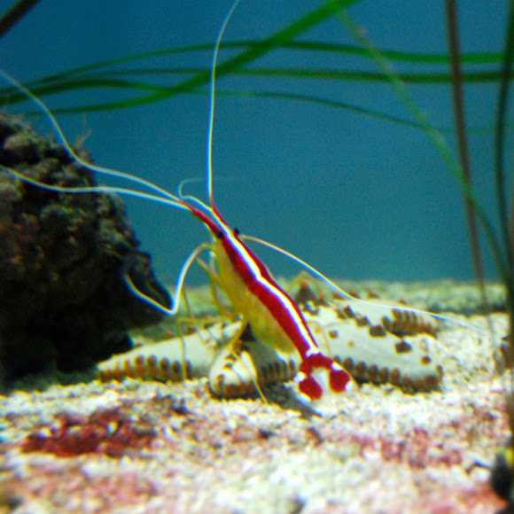 Cleaner Shrimp | Project Noah