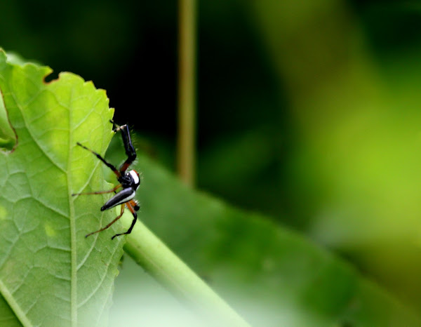 Two-Striped Jumping Spider | Project Noah