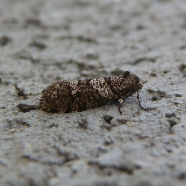 Psychid Moth | Project Noah