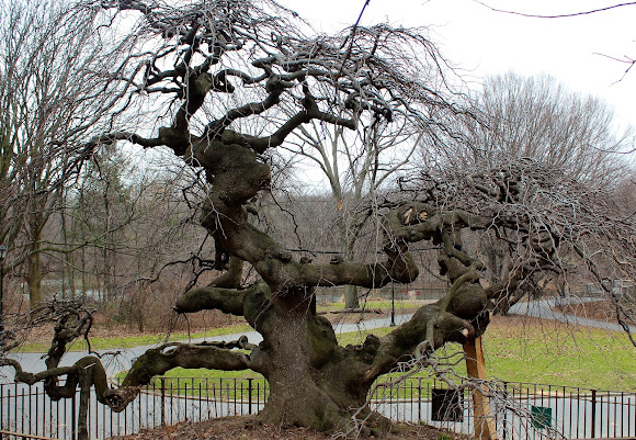 Camperdown Elm | Project Noah