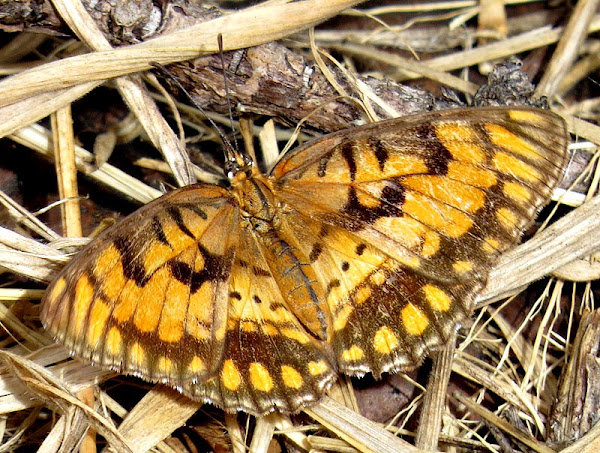 Spotted joker | Project Noah