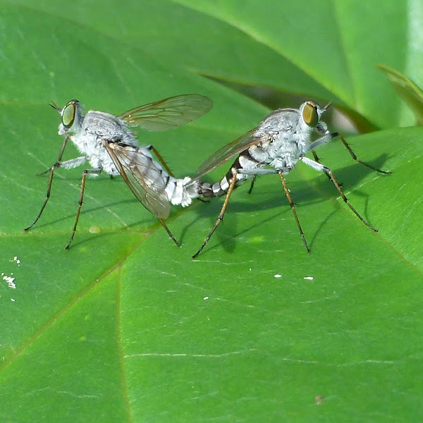 Robber Fly | Project Noah
