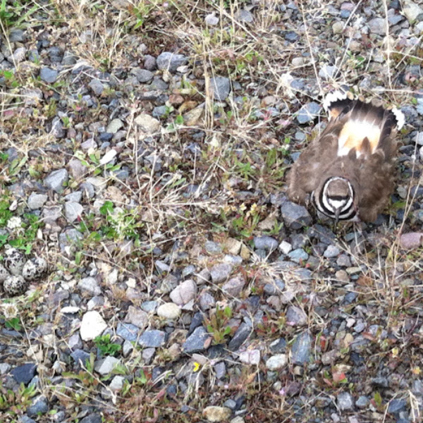 Killdeer | Project Noah