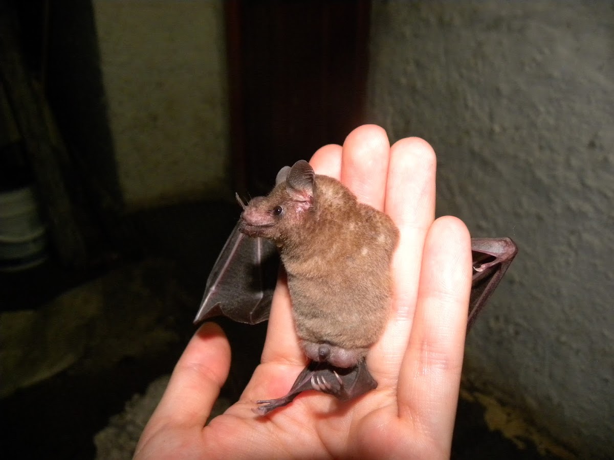 Murcielago nectarívoro | Project Noah