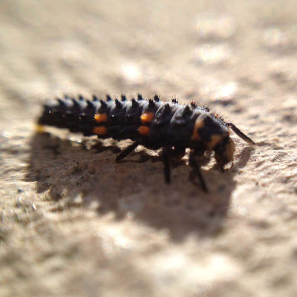 7 Spot Ladybird ( Nymph ) | Project Noah
