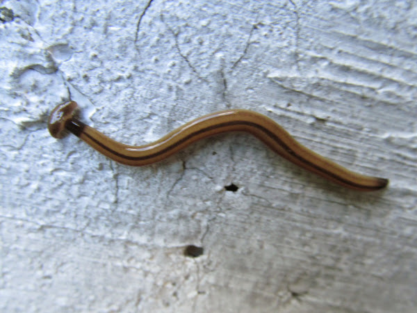 Mollusc-eating Hammerhead Worm | Project Noah