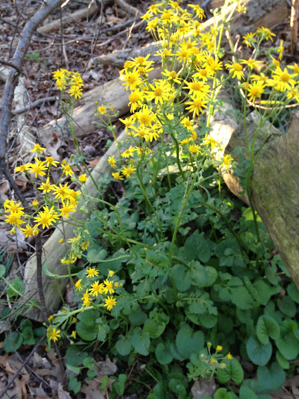 Roundleaf Ragwort | Project Noah