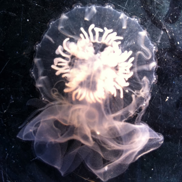 Ribbon jellyfish | Project Noah