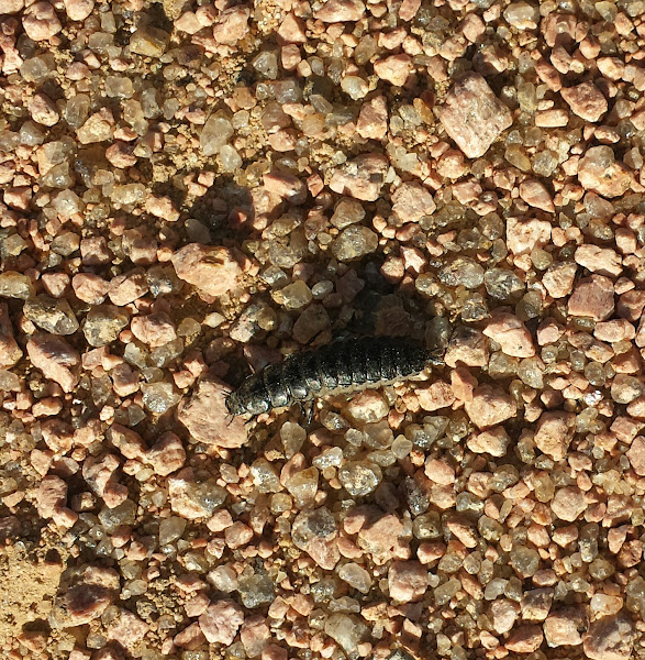 Spotting | Project Noah