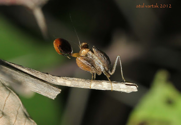 Indian Unicorn Boxer Mantis | Project Noah