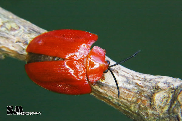 Red tortoise beetle | Project Noah