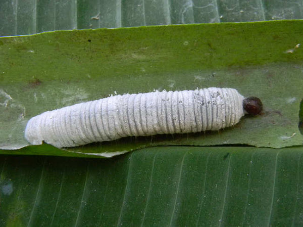 banana skipper caterpillar | Project Noah