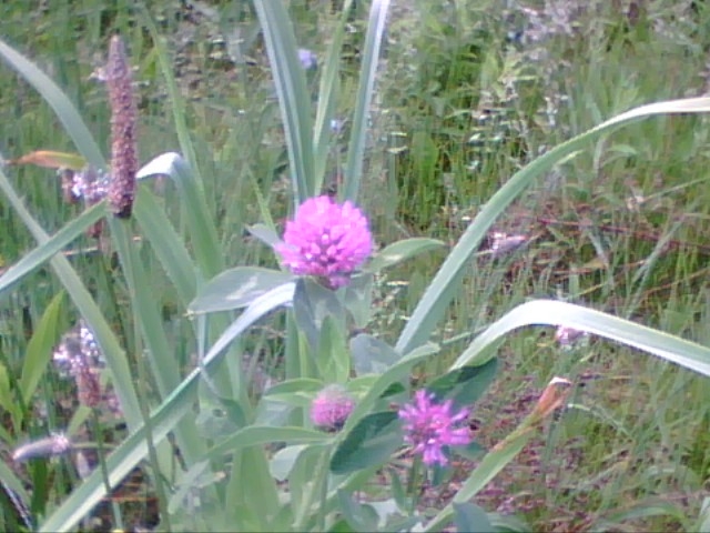 Red Clover | Project Noah