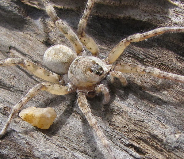 Beach Wolf Spider | Project Noah