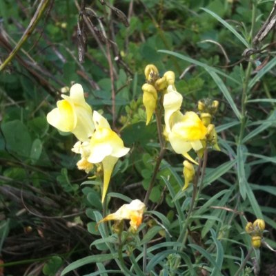 Toad flax | Project Noah