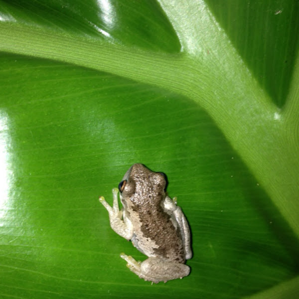 Bleating Tree Frog | Project Noah