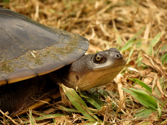 Eastern long-necked turtle | Project Noah